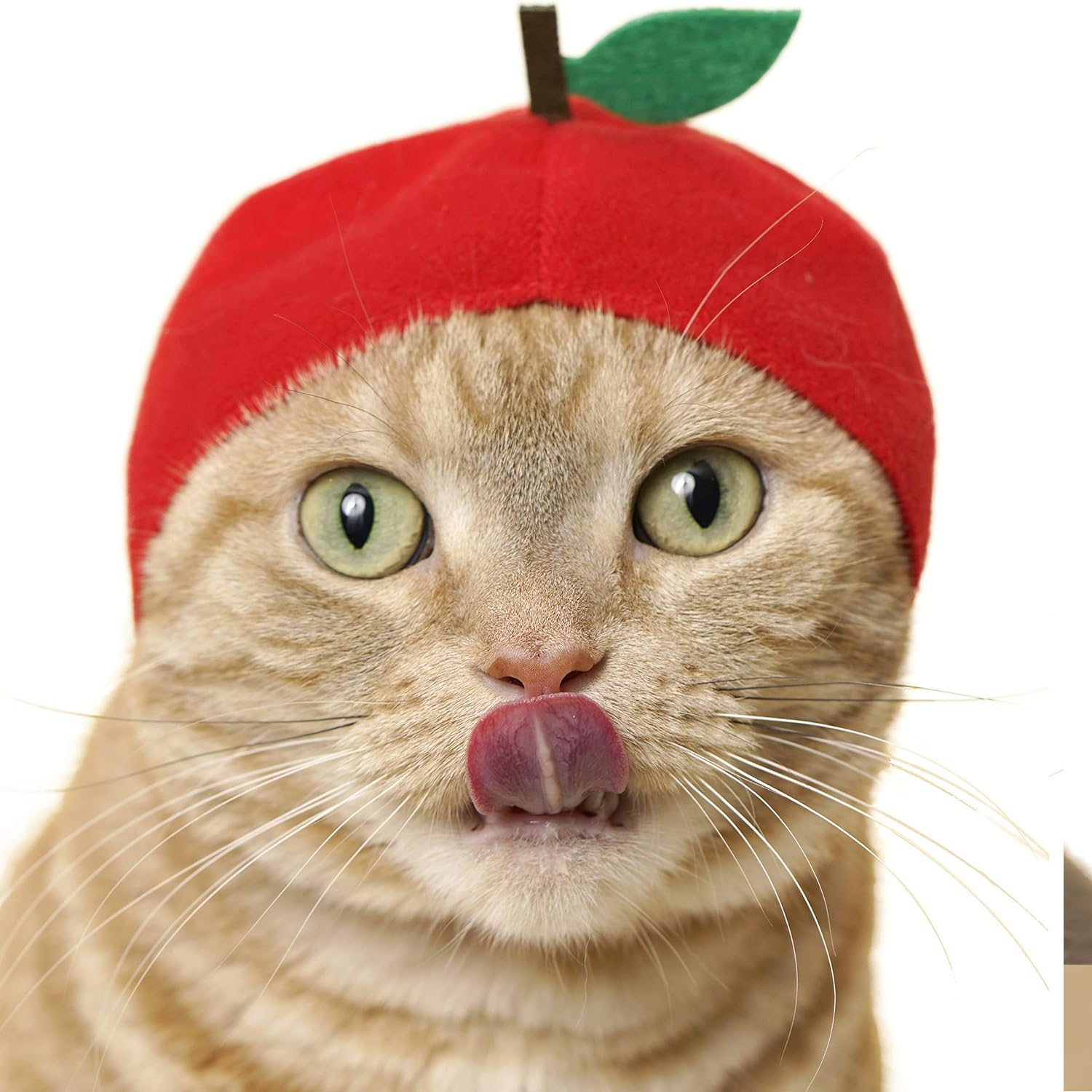 cat with fruit hat